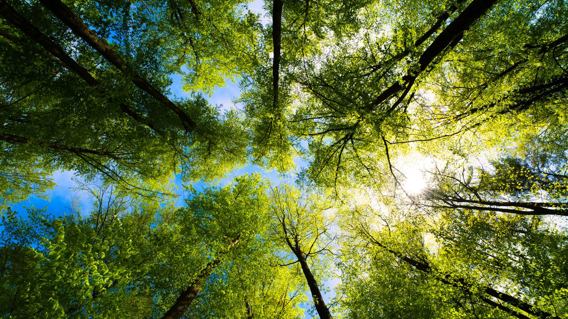 Environmental Services - Ambipar. A líder em gestão ambiental.